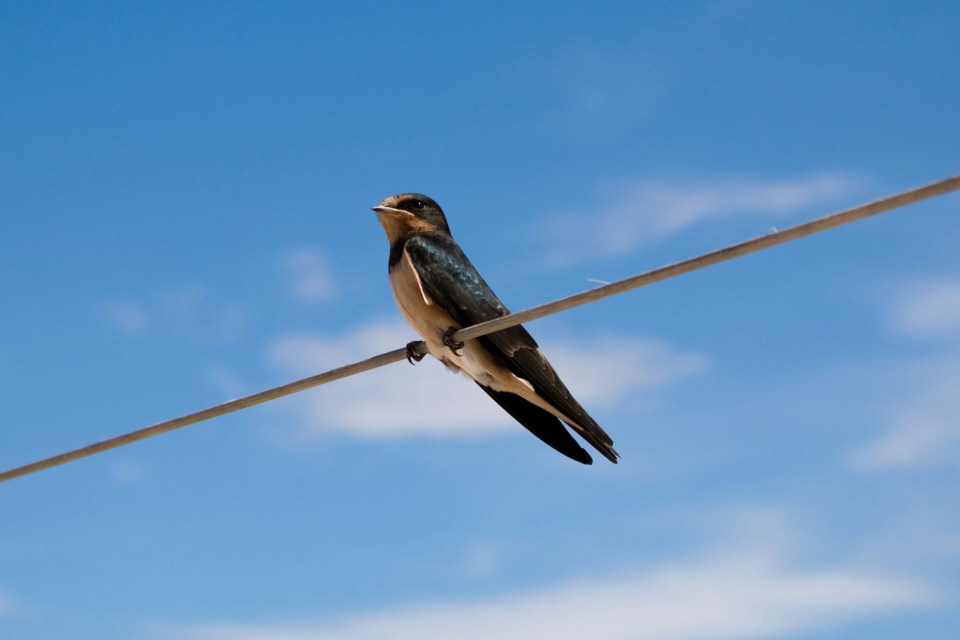 International Swallows Depart from San Juan Capistrano Day - National ...