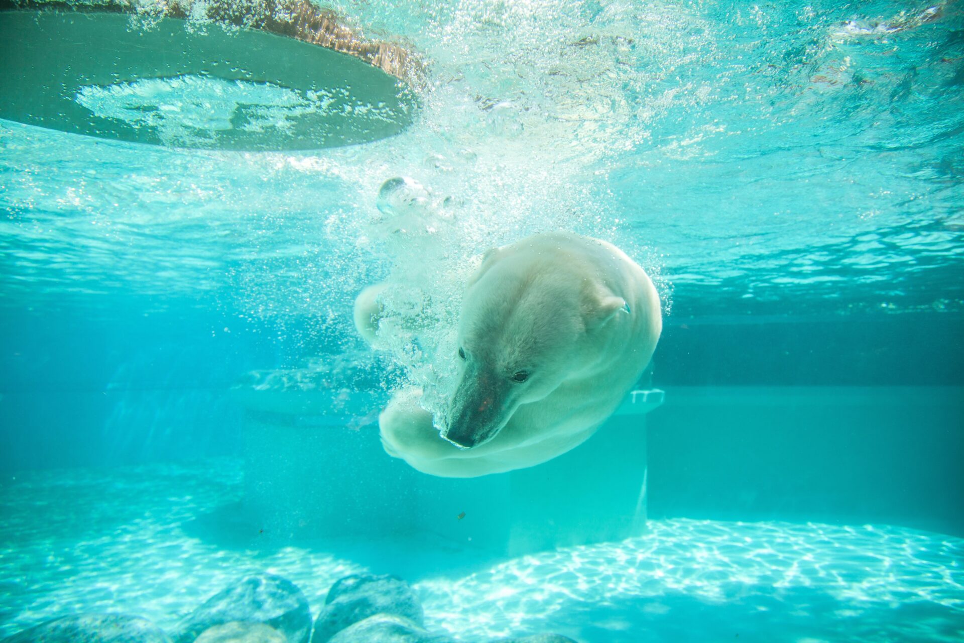 National Polar Bear Day - National Day Archives