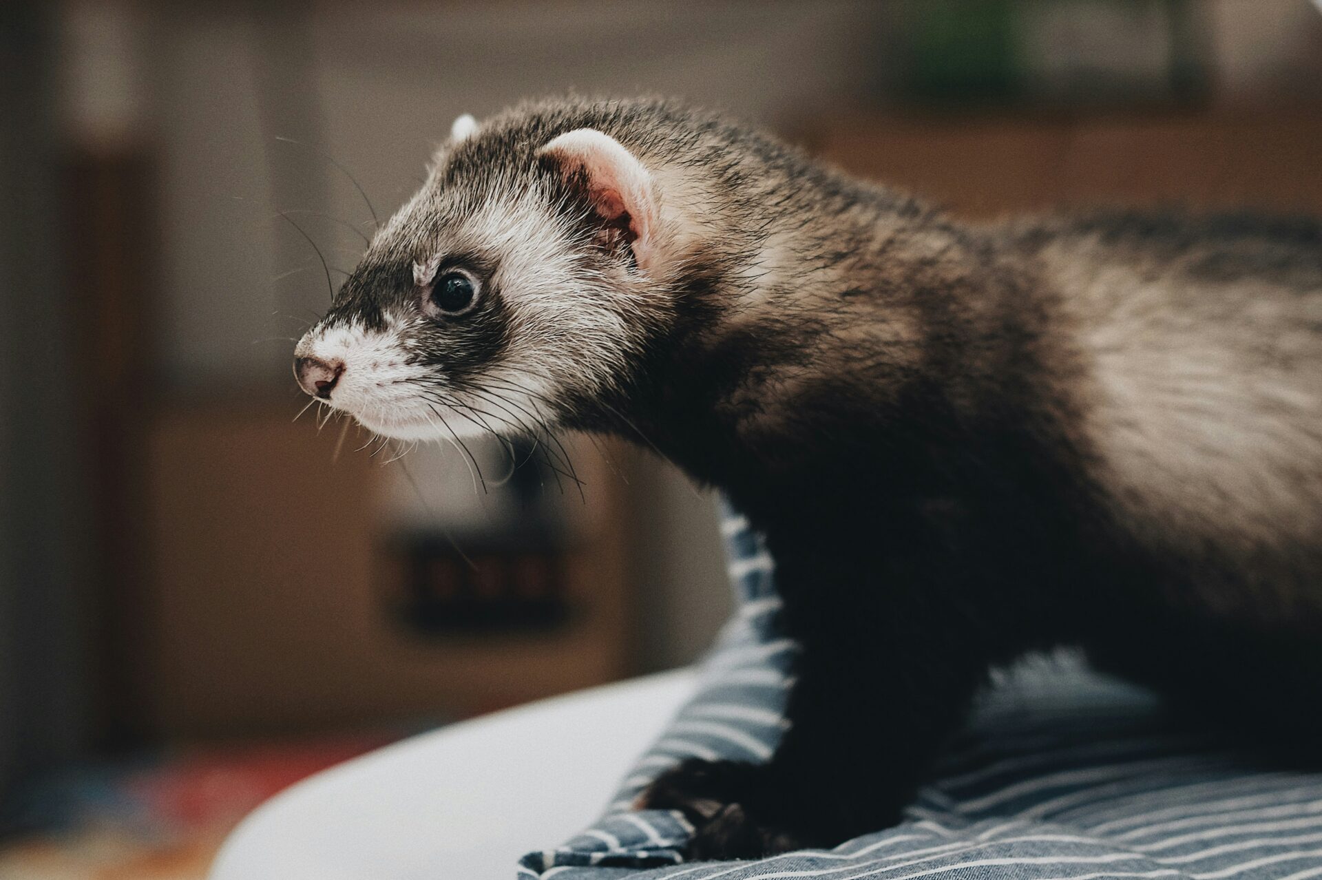 National Ferret Day - National Day Archives